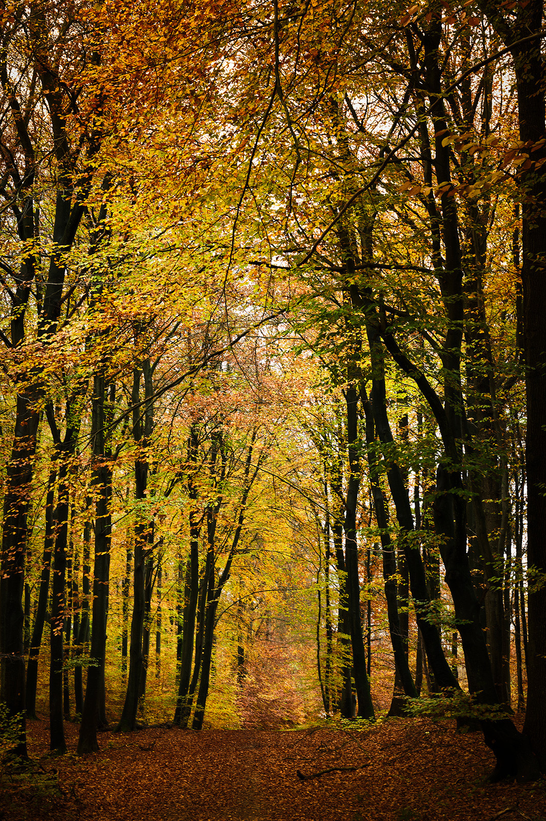 Autumn - Illux.dk