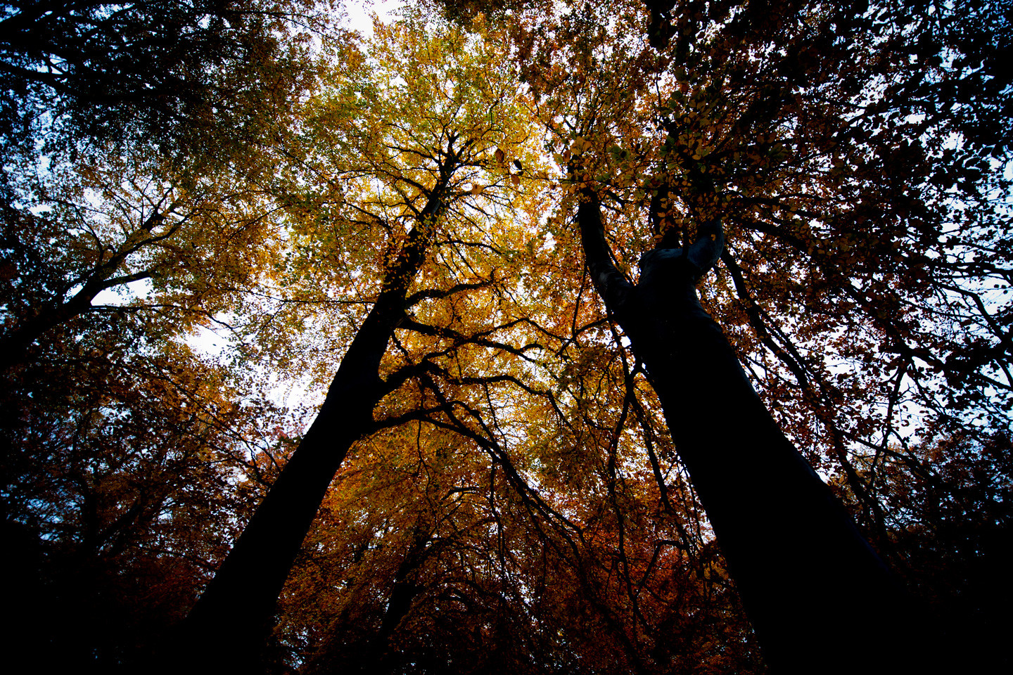 Black trees - Illux.dk