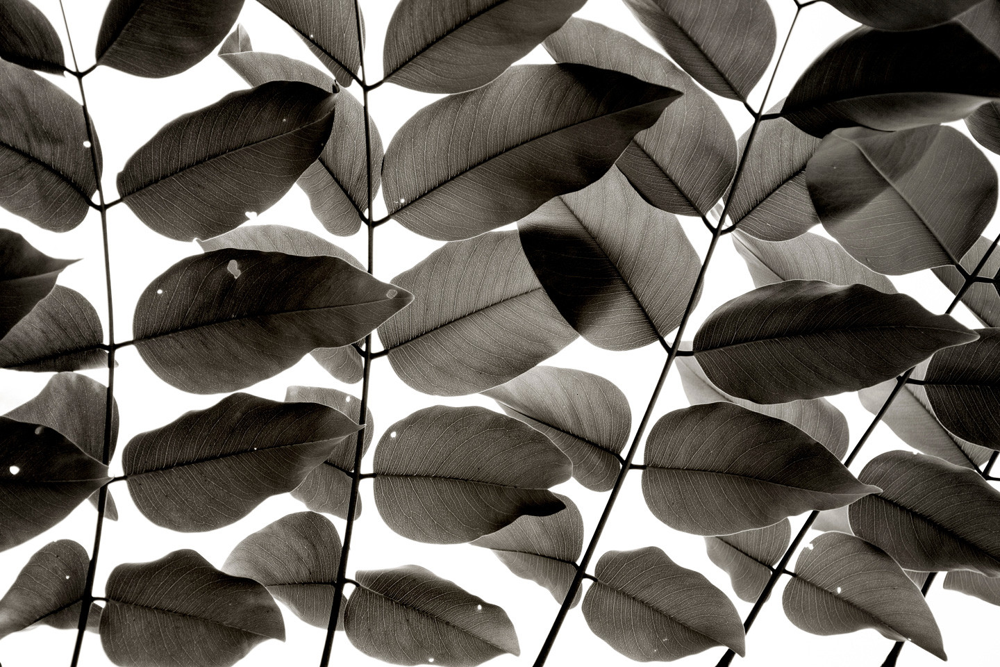 Branches and Leaves - Illux.dk