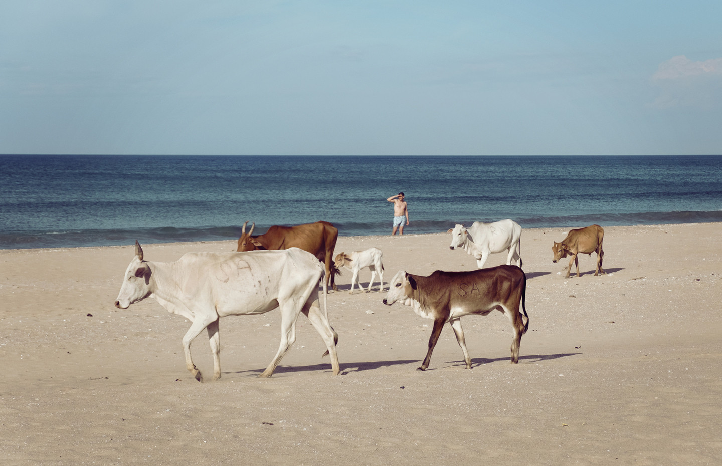 Cows at the beach - Illux.dk