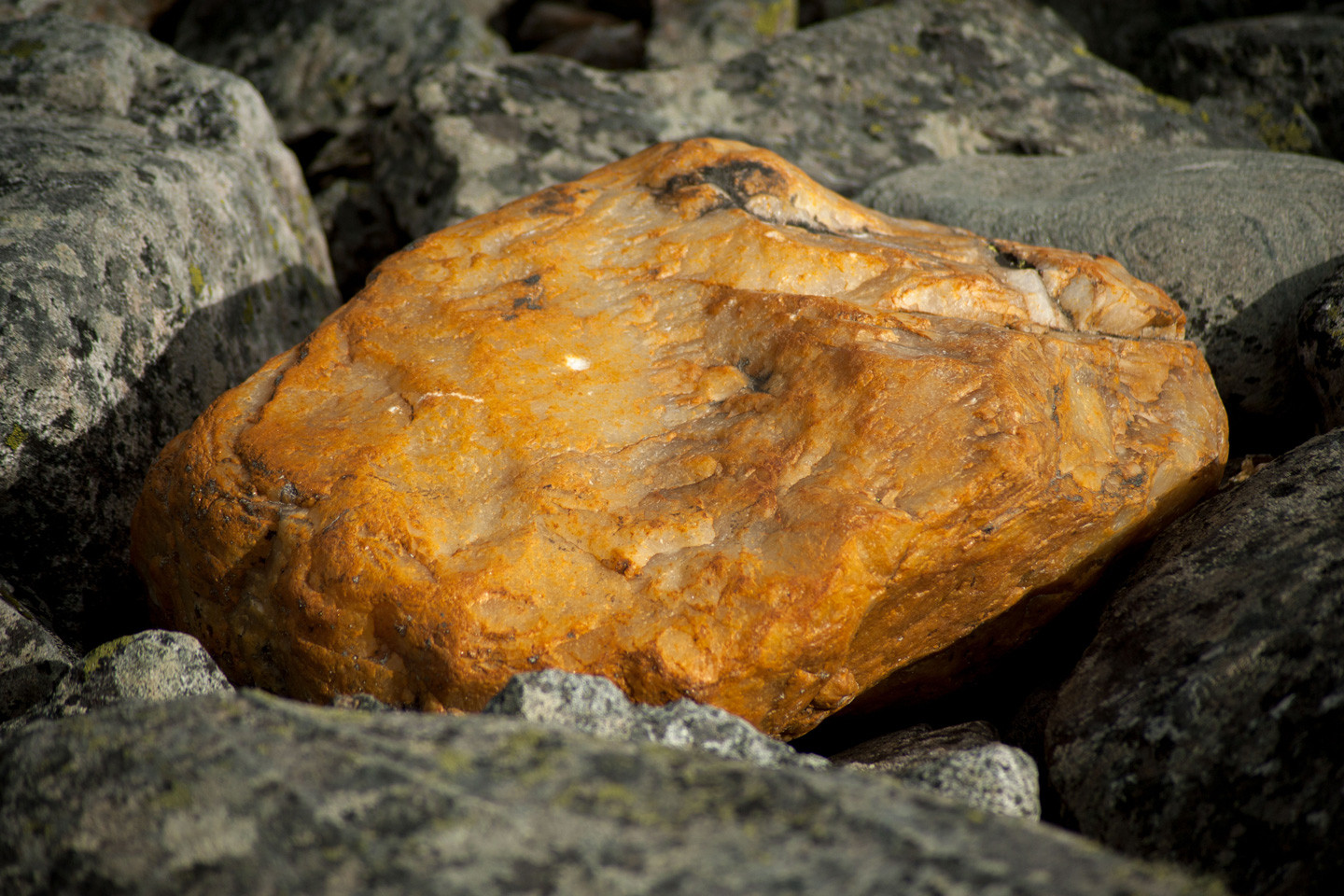 Stone Sheep - Illux.dk